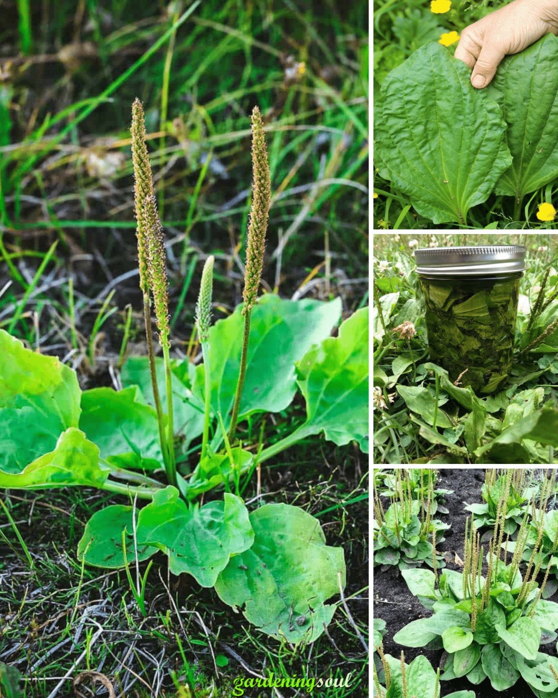 Why You Should Never Pull Out This Weed: The Incredible Health Benefits ...