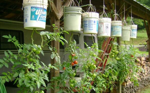How To Make An Upside Down Tomato Planter