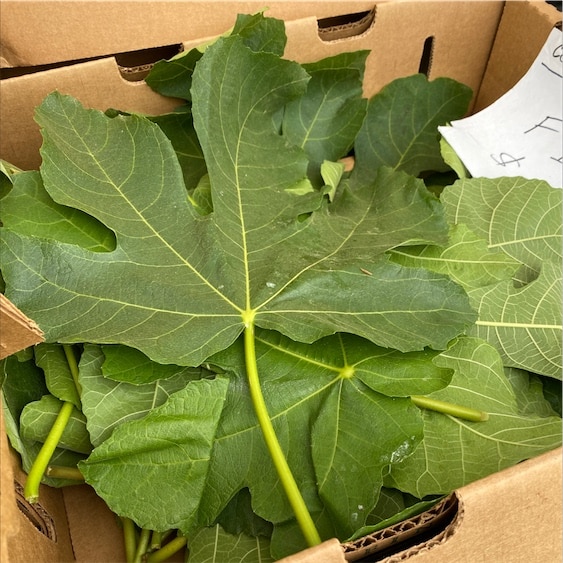 The Health Benefits of Fig Leaves and How to Use Them