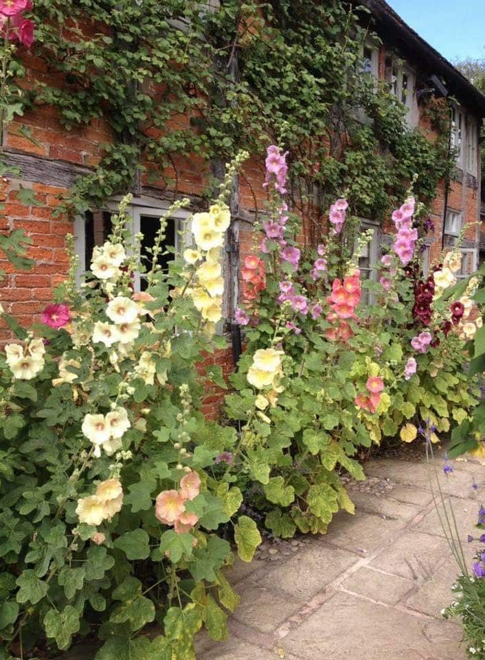How To Plant Hollyhock In Your Garden